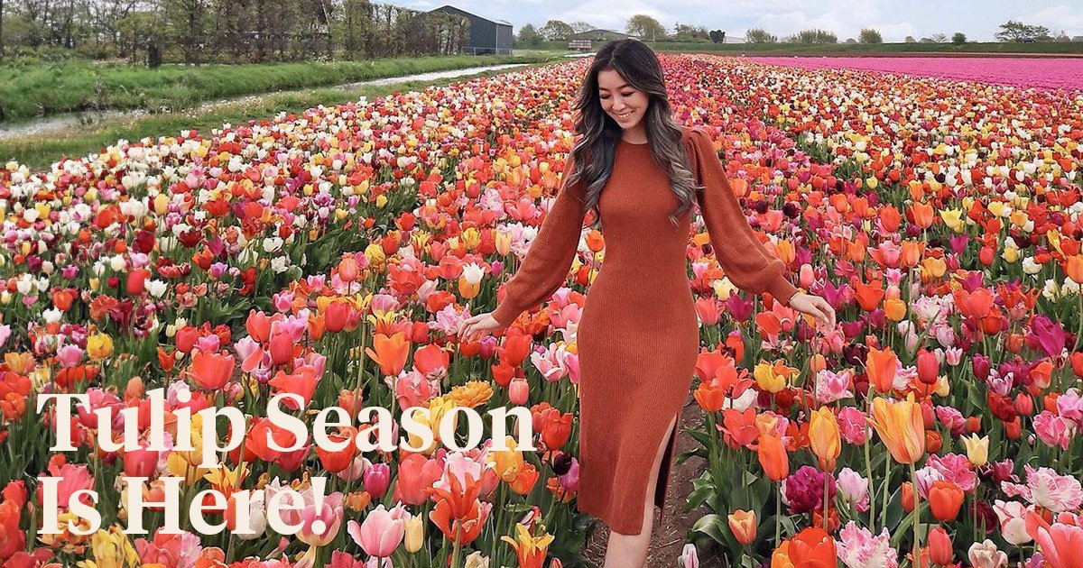 Netherlands - The Land of Tulips