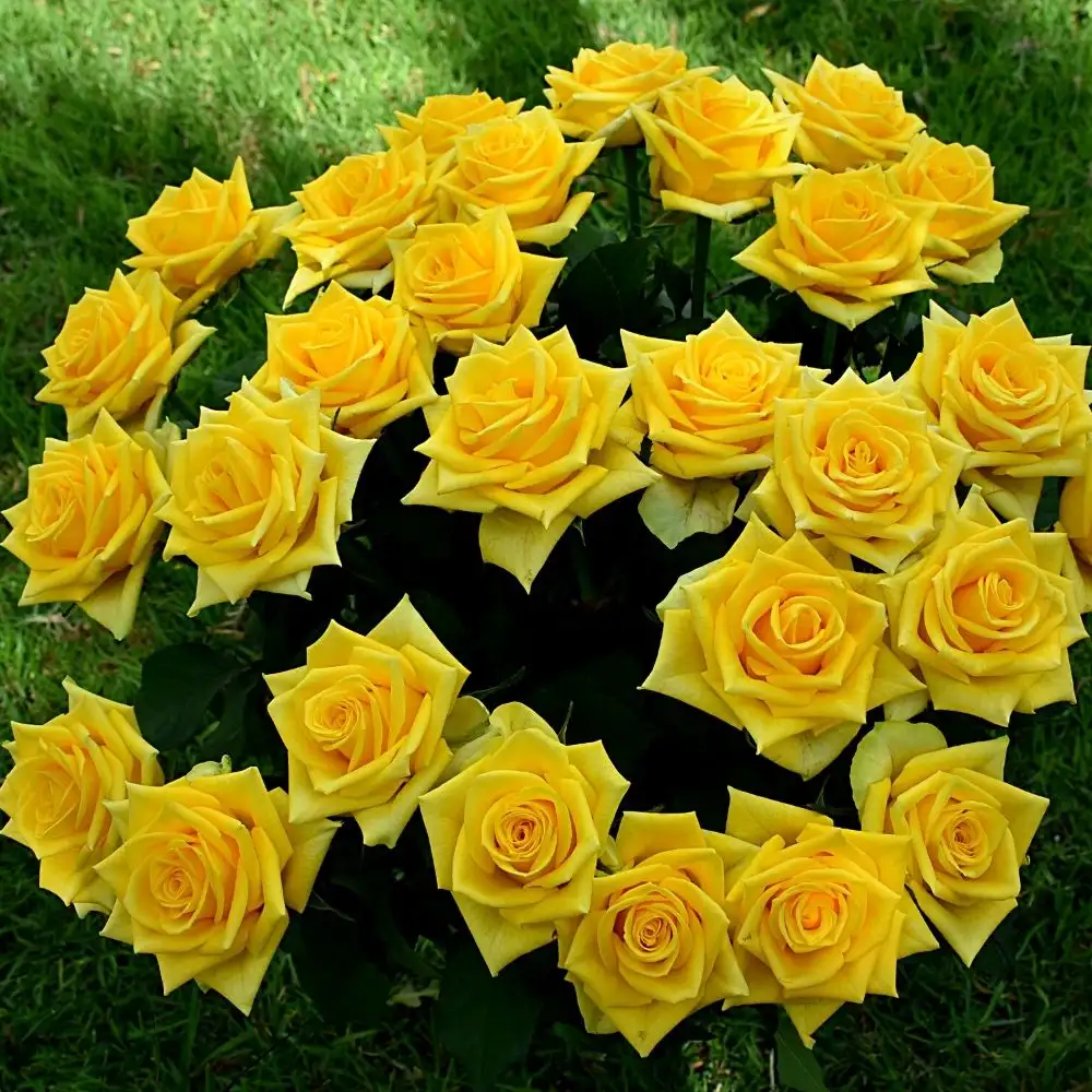 Uhuru Flowers Changes Packaging to 100% Recyclable Paper - Article onThursd