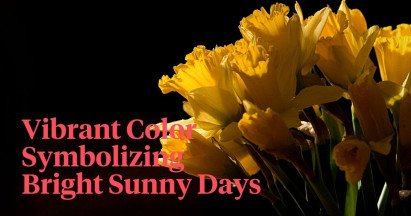 Different Yellow Flowers and Their Meanings
