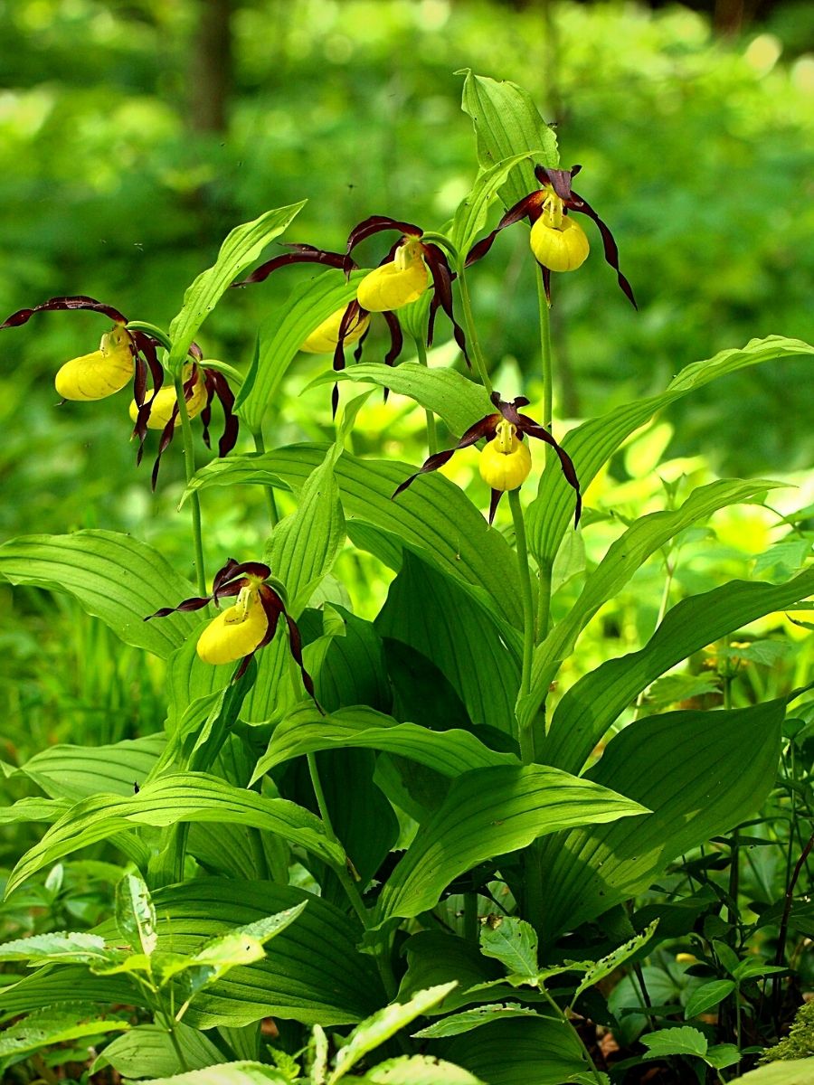 Cypripedium: The Perfect Plant for Your Garden