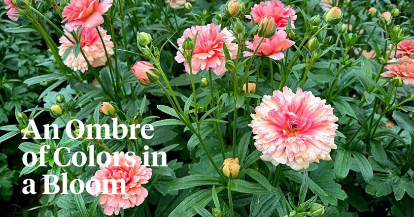 Monarch Flowers’ Ranunculus Butterfly™ Series for Coloríginz