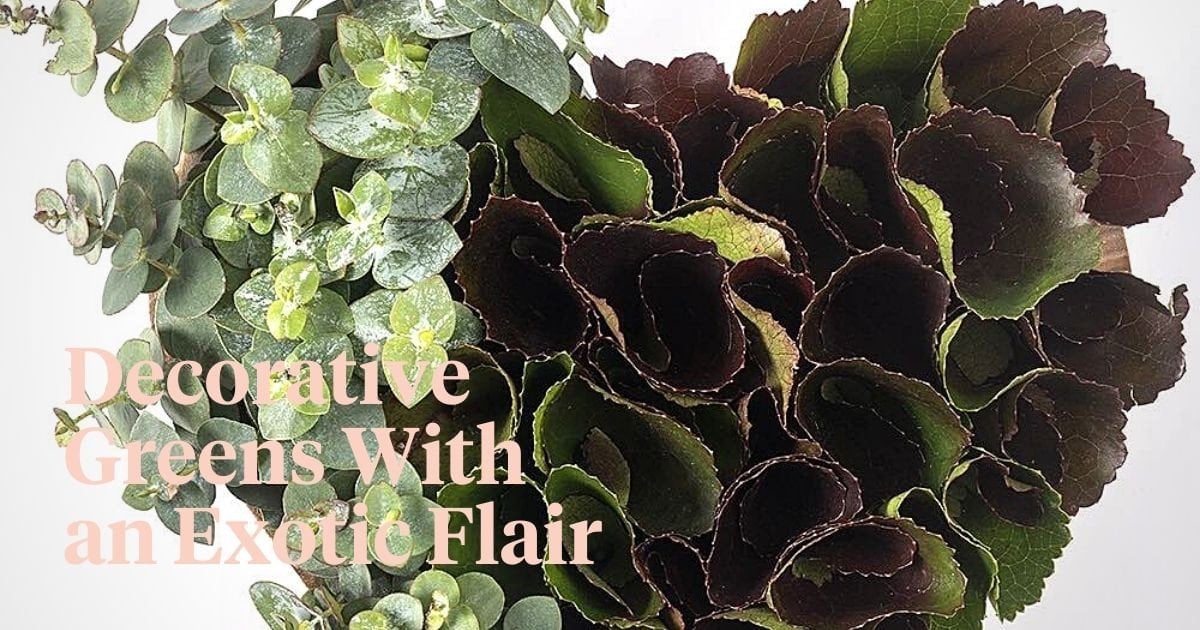 Galax and Palm, Adomex’s OrcaGreen Decorative Florae