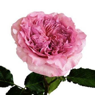 Rose Millicent™ | Product on Thursd.com