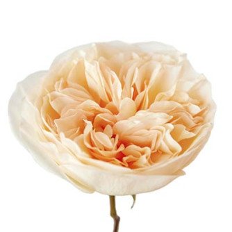 Rose Bessie™ | Product on Thursd.com
