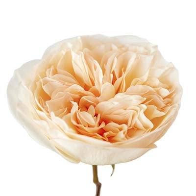 Rose Bessie™ | Product on Thursd.com