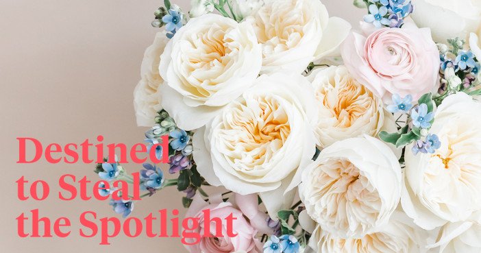 Introducing 3 Spectacular New Roses From David Austin