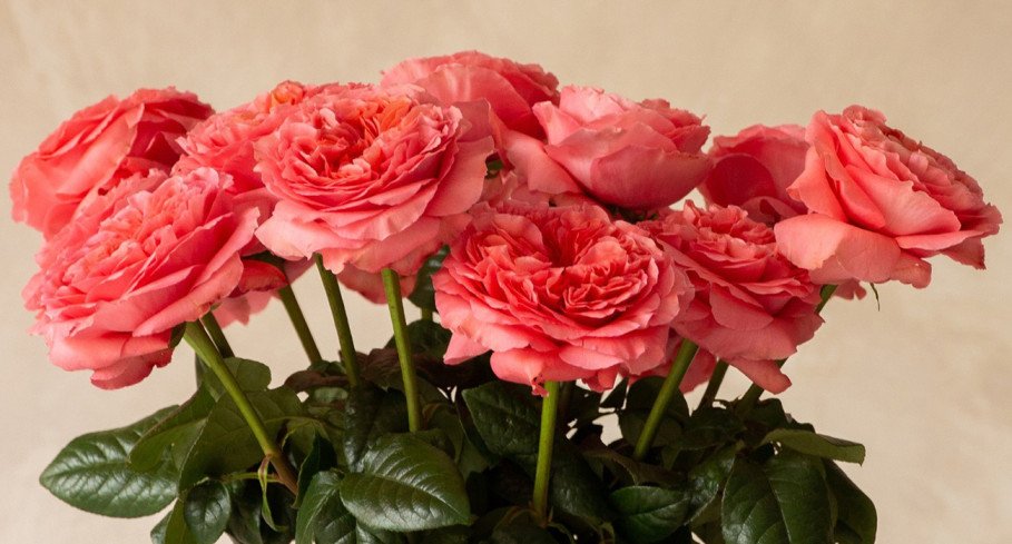 Rose Candy X-Pression