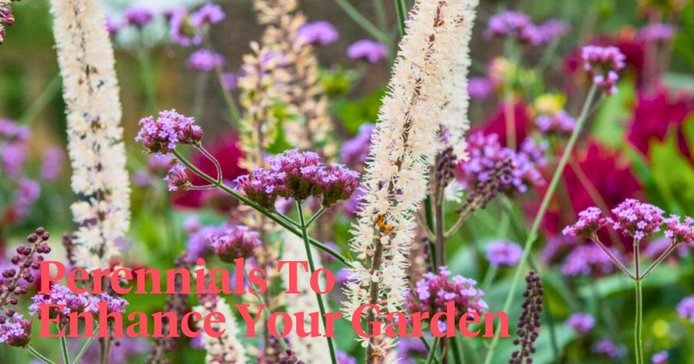 Perennials Series Easy Plants That Return Every Year