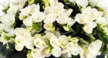 Begonia Betulia White®