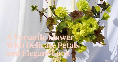 Grow and Care Guide for Lisianthus Flowers at Home and Garden