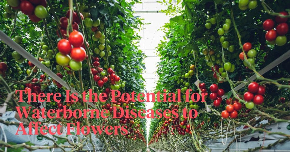 Top Tips and Picks to Grow Flowers in Hydroponics