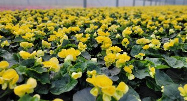 Begonia Hailey Soft Yellow®
