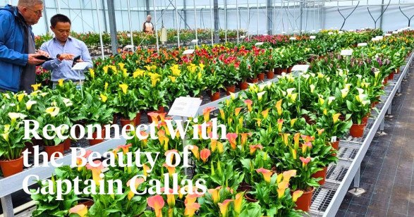 Kapiteyn’s Captain Calla Days, a Calla Lily Adventure
