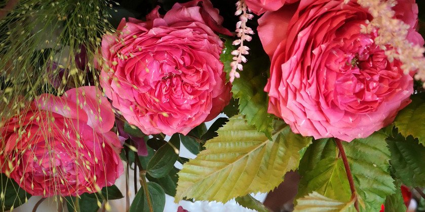 Spray Rose Julietta Raspberry