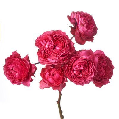 Spray Rose Julietta Raspberry