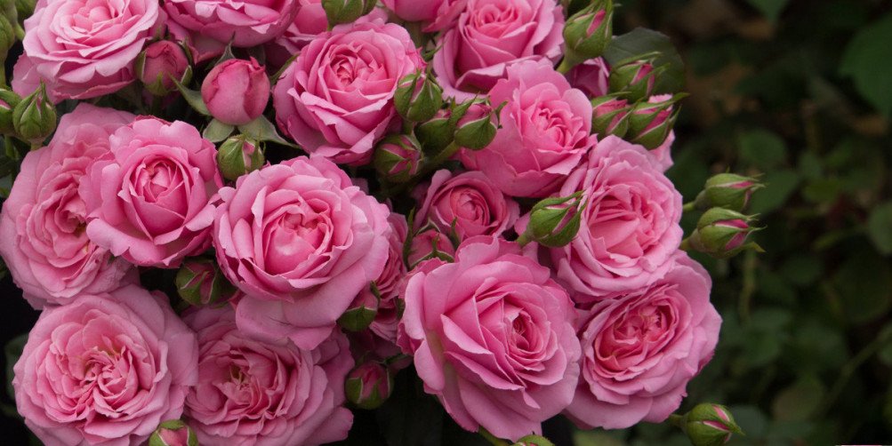 Spray Rose Julietta Princessa | Product Featured on Thursd