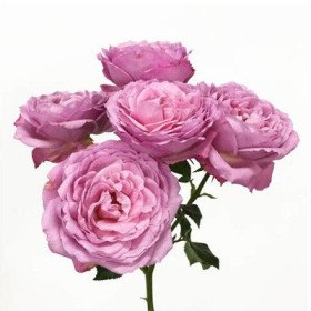 Spray Rose Julietta Princessa | Product Featured on Thursd