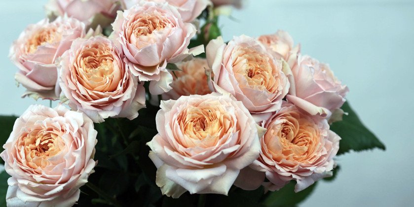 Spray Rose Julietta