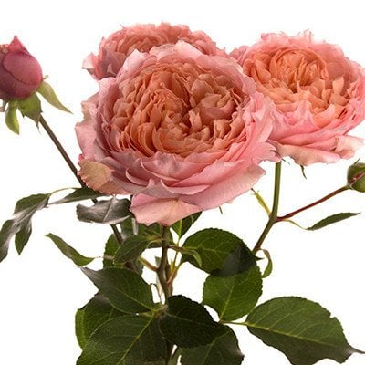 Spray Rose Julietta