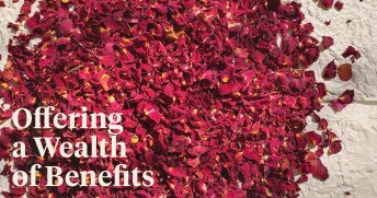 Rose Petal Symbolism and Their Many Uses in Life and Culture