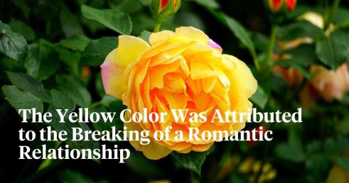 Unlocking the Yellow Roses Meaning