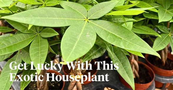 Why Not Try Your Luck With This Money Tree? - Article onThursd