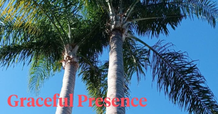 The Queen Palm Tree - All You Need to Know About This Palm