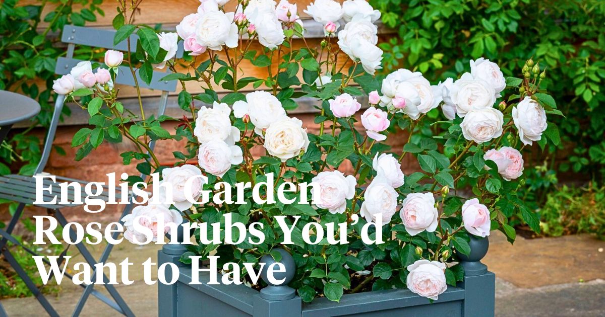 Discovering the Finest David Austin Rose Shrubs