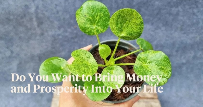 Complete Guide to Chinese Money Plant Care Tips