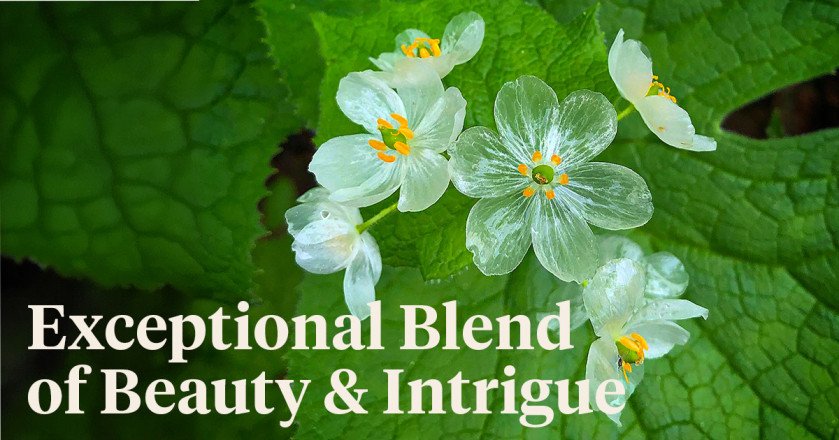 Skeleton Flowers Growing and Caring to Cultural Significance