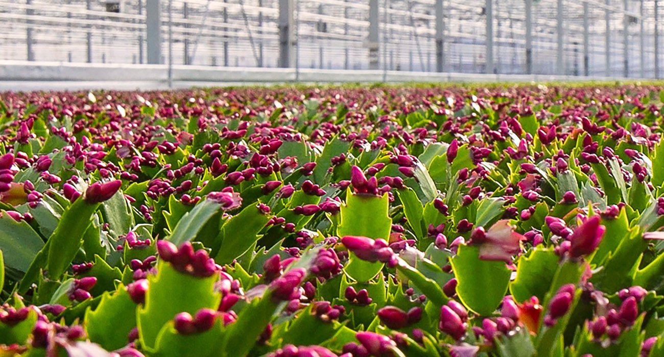 Bunnik Plants - Grower featured on Thursd