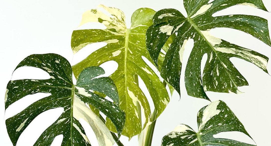 Monstera Deliciosa Thai Constellation