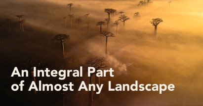 10 of the Most Unique and Cool Trees in the World