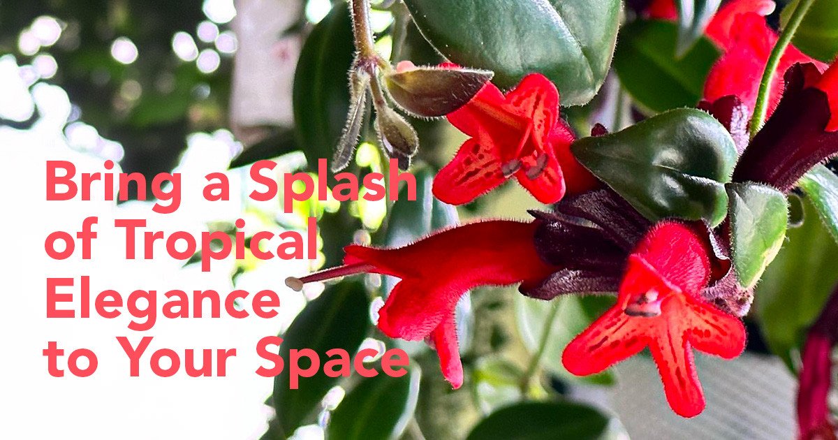 The Complete Lipstick Plant Grow and Care Guide