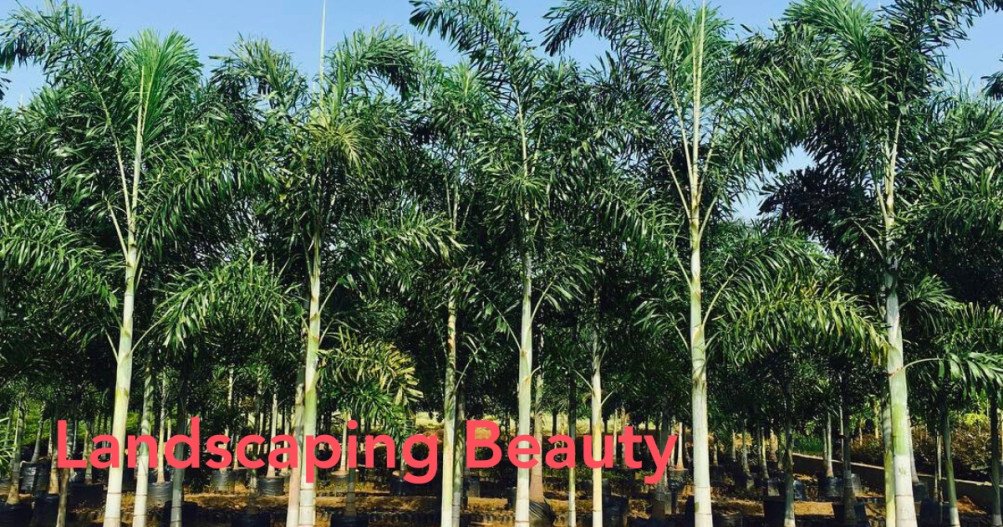 How to Grow and Care for Your Foxtail Palm Tree