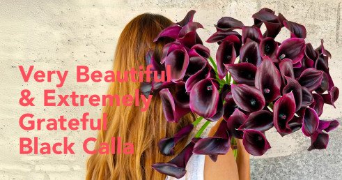 Calla Cantor Zantedeschia by Kallaland in Focus