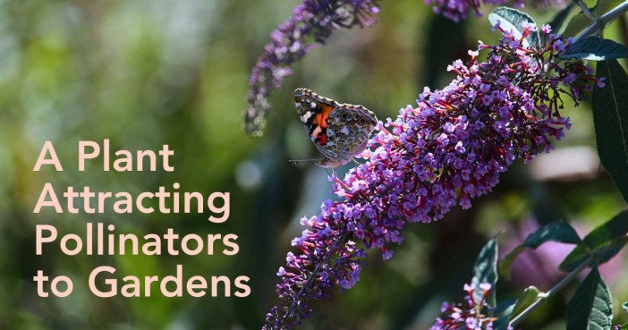 The Butterfly Bush, a Favorite Nectar Source for Butterflies