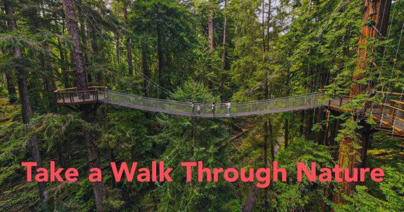 10 of the Most Beautiful Elevated Walkways Through Nature
