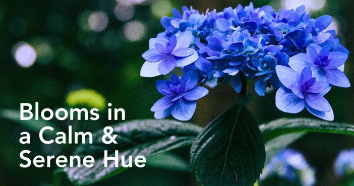 Blue Flower Symbolism - What Do Blue Flowers Mean