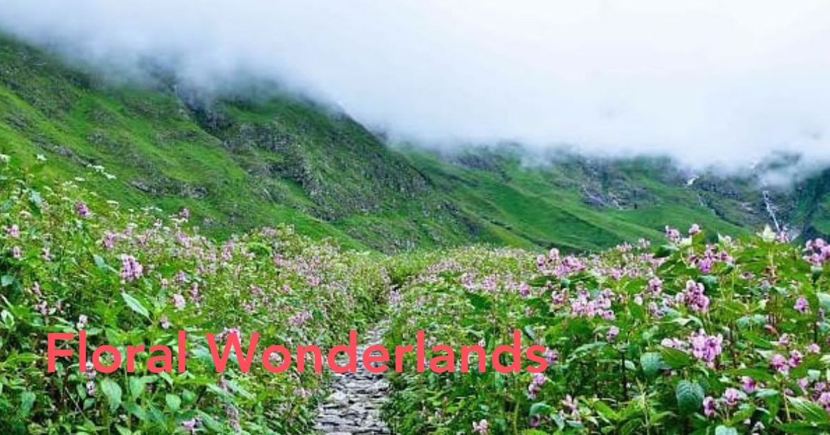 7 Flower Valleys Around the World to Travel in Summer