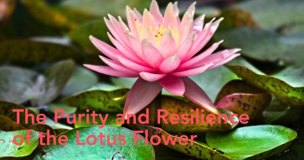 Lotus Flower Meaning in Different Cultures Around the World
