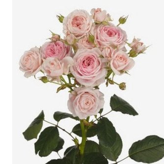 Spray Rose Rosa Loves Me With Fatal Attraction