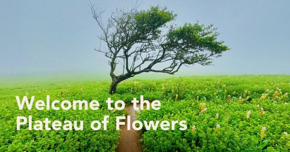 Kas Plateau Maharashtra Best Time for Wildflower Bloom