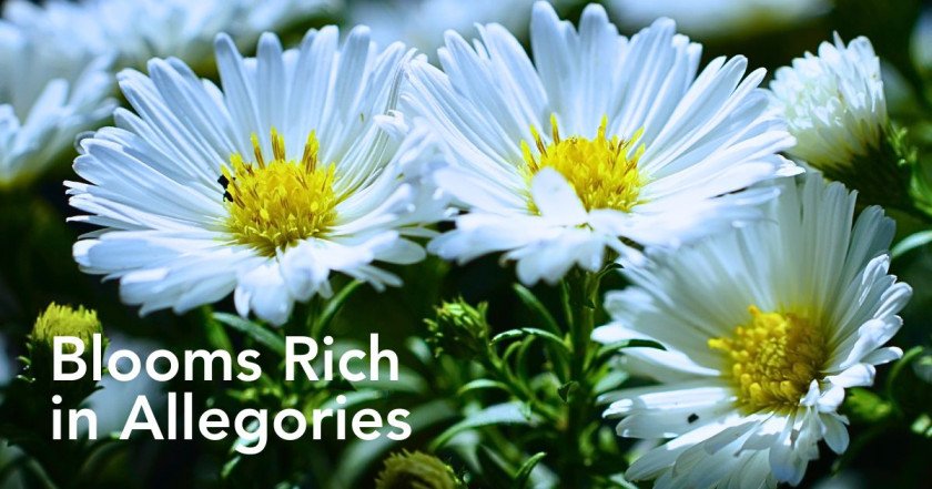 Aster Flower Meaning: Its Symbolism and Significance