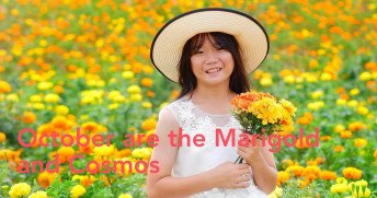 What Are The October Birth Flowers?