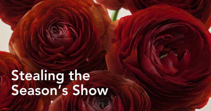 Elegance Cioccolato - The Ranunculus Redefining Autumn Florals