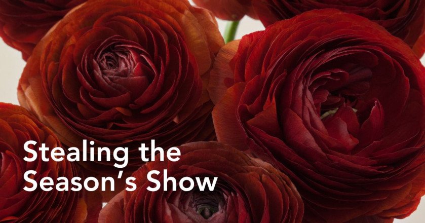 Elegance Cioccolato - The Ranunculus Redefining Autumn Florals