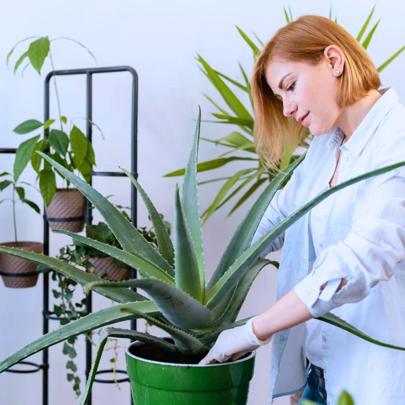 10 Most Popular Desert Plants That You Can Also Grow Indoors - Article o...