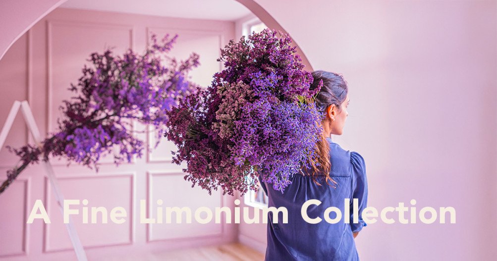 Limonium - A Glimmer of Purple Light