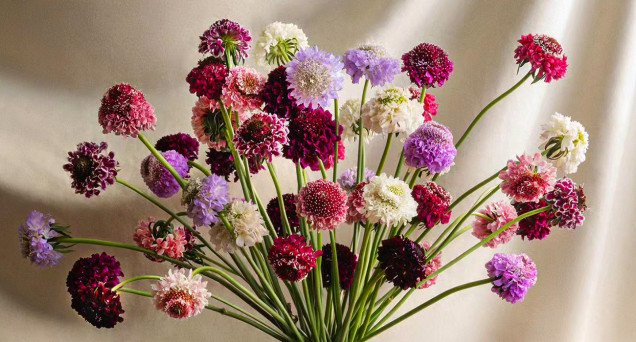 Florsani - Grower featured on Thursd